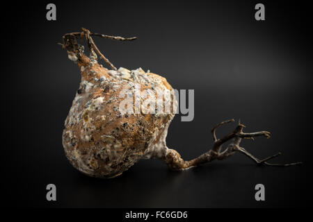 rotten jicama or yam-bean on a black background Stock Photo - Alamy