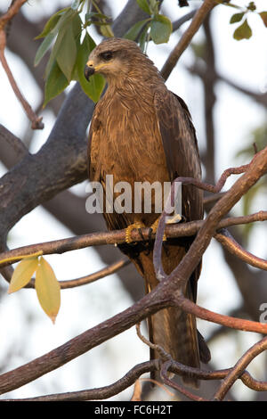 Black Kite (Milvus migrans) perched on tree trunk, Kainuu, northern ...