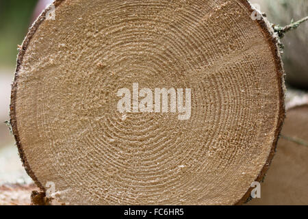 Pine log showing growth rings Stock Photo - Alamy