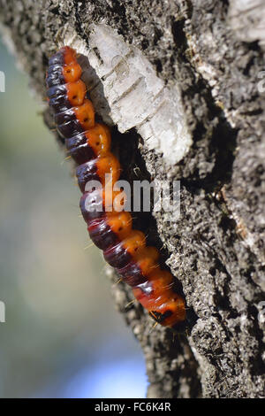 Goat Moth (Cossus cossus) Insecta Stock Photo - Alamy