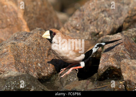 Masked Finch (Poephila personata), Wyndham, Kimberley, Western ...