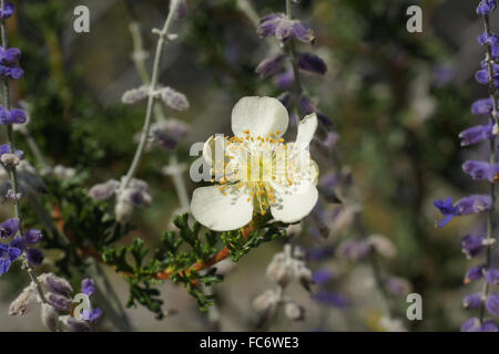 Mexican cliffrose (Purshia mexicana Stock Photo - Alamy