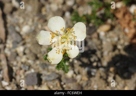 Mexican cliffrose (Purshia mexicana Stock Photo - Alamy