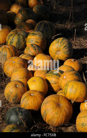 Seed Oil Pumpkin Stock Photo - Alamy