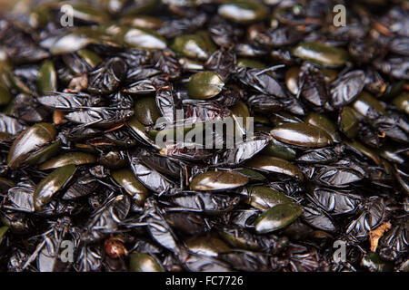 Fried cockroaches street food of Cambodia Stock Photo - Alamy