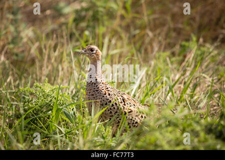 Female Ring-necked Pheasant feeding in a farm field Stock Photo - Alamy