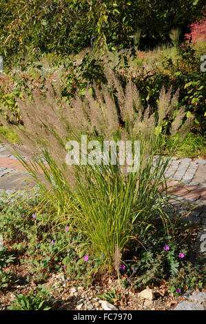 Korean feather reed grass, Achnatherum brachytrichum, Sicily Stock ...