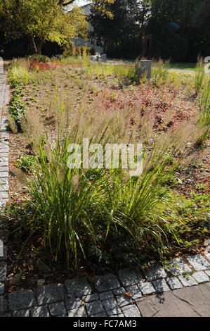 Korean feather reed grass, Achnatherum brachytrichum, Sicily Stock ...