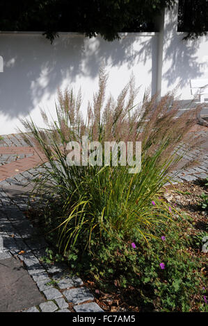 Korean feather reed grass, Achnatherum brachytrichum, Sicily Stock ...