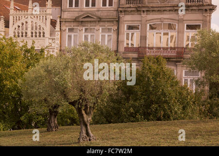 EUROPE PORTUGAL PORTO RIBEIRA OLIVE TREE Stock Photo - Alamy