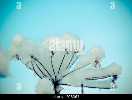 Winter scene .Frozenned flower Stock Photo - Alamy