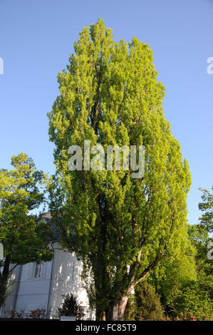 Fastigiate Black Poplar Stock Photo - Alamy