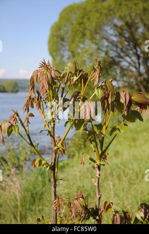 Sprout of a common walnut Stock Photo - Alamy