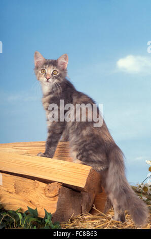 Turkish Angora. Tabby adult standing. Studio picture against a blue ...