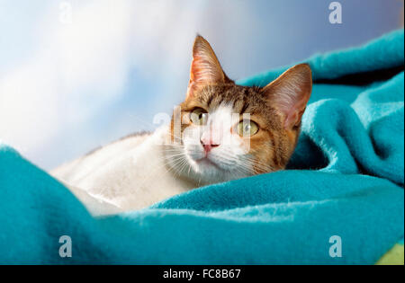 Turkish Shorthair, Anatolian. Adult cat lying on a blue blanket ...