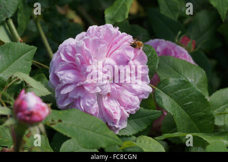 Rose 'Jacques Cartier' Stock Photo - Alamy