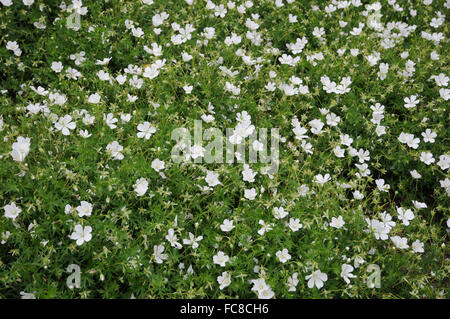 Geranium sanguineum 'Album' (Bloody cranesbill), leaves and white ...