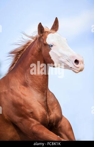 American Paint Horse. Chestnut gelding galloping in a paddock. Italy ...