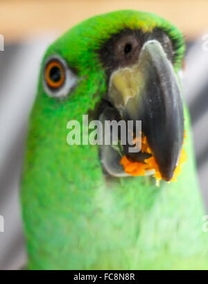 Closeup of green parrot eating on female hand Stock Photo - Alamy