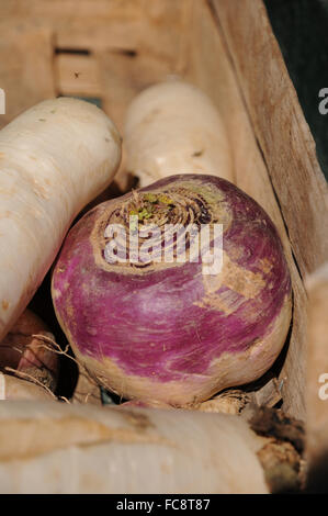 Turnip or brassica rapa Indian root vegetable light purple violet color ...