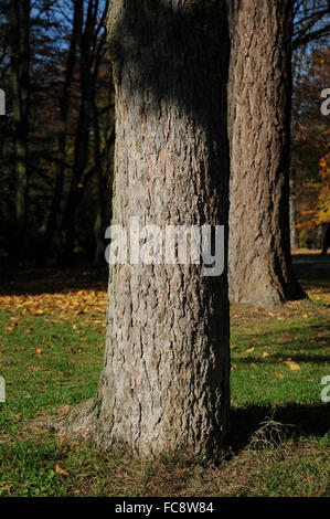 Japanese larch (Larix kaempferi), bark Stock Photo - Alamy