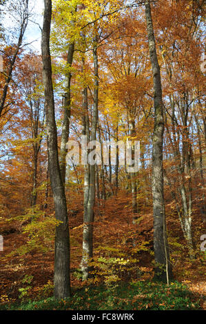 Beech- oak mixed forest in springtime Stock Photo - Alamy