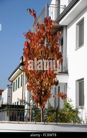 Fastigiate flowering cherry Stock Photo - Alamy