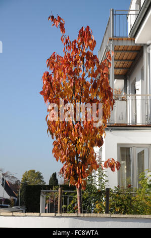 Fastigiate flowering cherry Stock Photo - Alamy