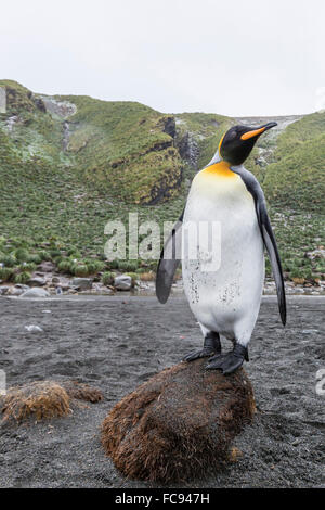 King Penguin Colony Gold Harbour - Scenic Bay on South Georgia Stock ...
