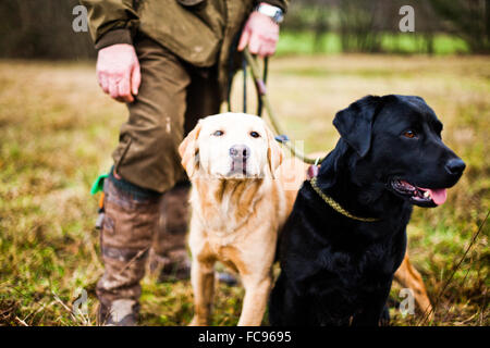 Gun dogs, Buckinghamshire, England, United Kingdom, Europe Stock Photo ...