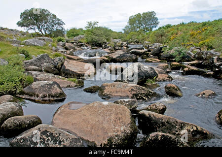 The North Teign River tumbles down off Chagford Common, Dartmoor, close ...