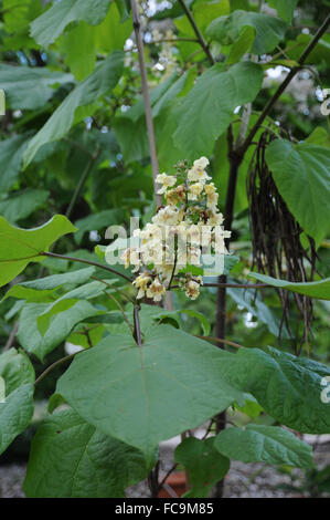 Chinese Catalpa, Japanese Catalpa or Yellow Catalpa, Catalpa ovata ...