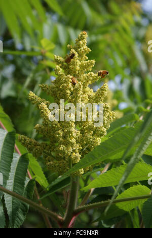 Rhus typhina, Sumac, with bee Stock Photo - Alamy