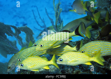 An underwater photo of blue striped grunt (Haemulon sciurus) or ...