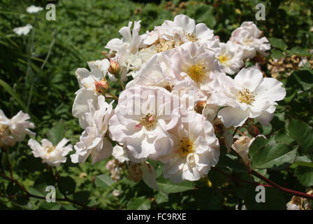 Rosa Penelope, shrub rose Stock Photo - Alamy