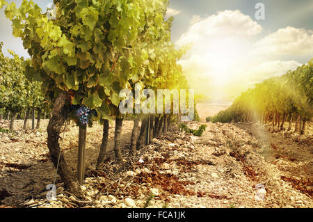 Vineyards at sunset in autumn harvest. Photo can be used as a whole ...