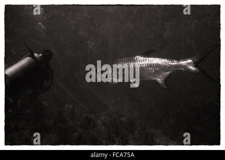 Scuba Diver with big Atlantic Tarpon Stock Photo - Alamy