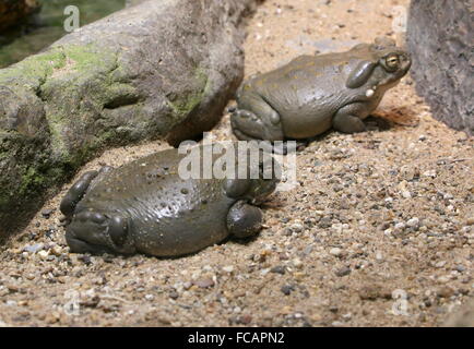 A big fat Sonoran Desert Toad (Ollotis alvaria) sitting on a paved road ...