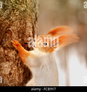 Grey squirrel in a tree photographed in Stanley Park, Blackpool ...