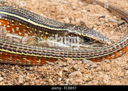 Yellow-throated plated lizard, Gerrhosaurus flavigularis, native to ...