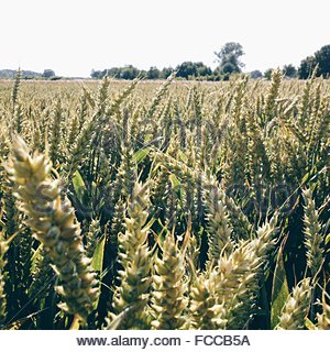 Barley husk, close-up Stock Photo - Alamy