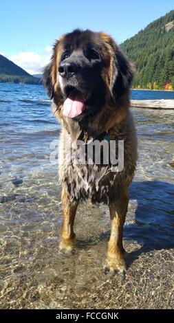 a large and furry Leonberger dog breed. Beautiful pedigree Leonberger ...