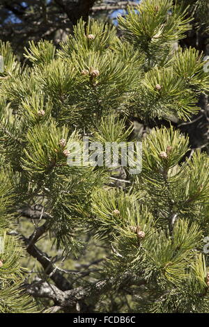 Mexican piñon pine, Pinus cembroides in the Chisos mountains, Big Bend ...