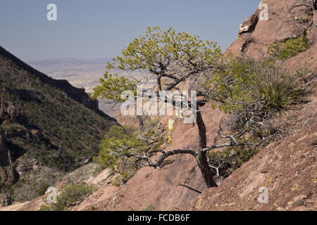Mexican piñon pine, Pinus cembroides in the Chisos mountains, Big Bend ...