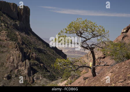 Mexican piñon pine, Pinus cembroides in the Chisos mountains, Big Bend ...