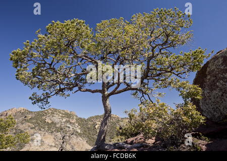 Mexican piñon pine, Pinus cembroides in the Chisos mountains, Big Bend ...