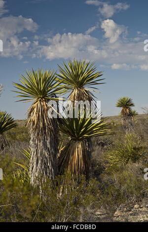 Spanish dagger or Torrey Yucca, Yucca faxoniana, in flower; on Dagger ...