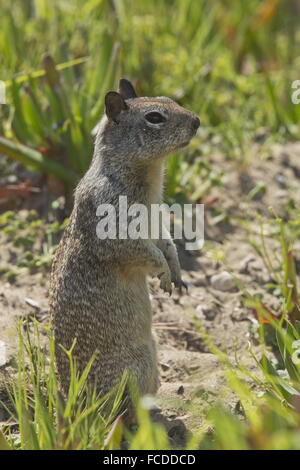 california ground squirrel (otospermophilus beecheyi) ********* Stock ...