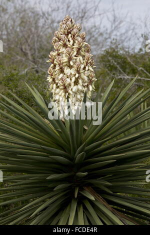 Spanish dagger (Yucca treculeana) in bloom Stock Photo - Alamy