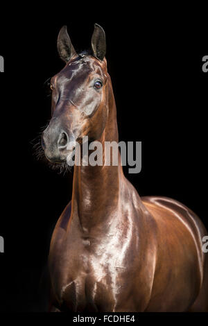 Oldenburg Horse. Black gelding galloping on a pasture. Austria Stock ...